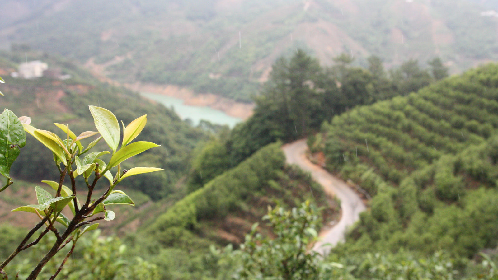 Buy Tea Online | Loose Leaf Tea | Tea Repertoire